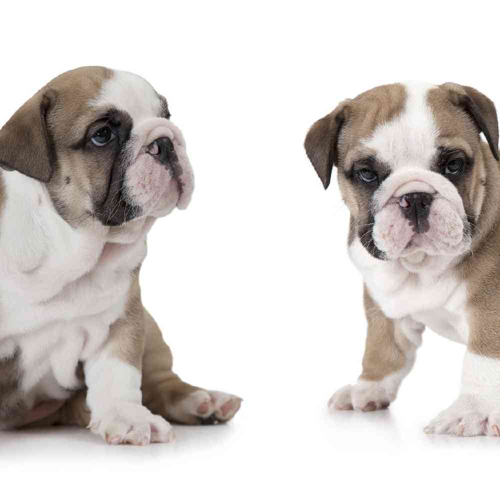 English Bulldog Puppies for sale - Pet World