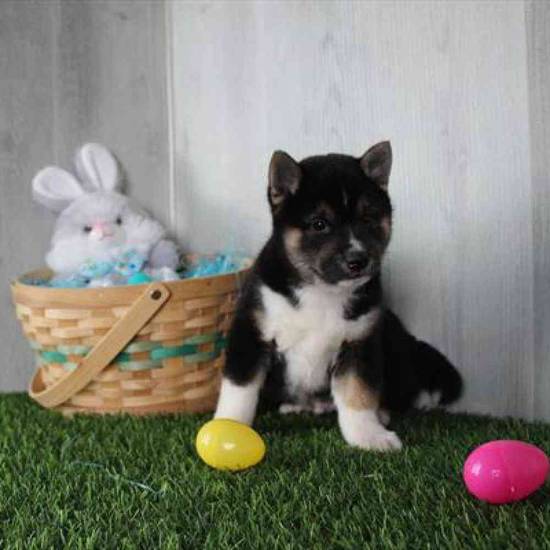 Puppy for Sale - Pet World