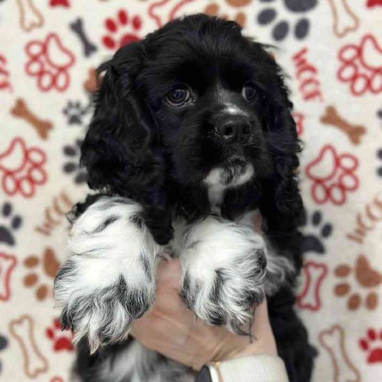 Puppy for Sale - Pet World